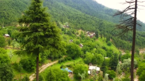 Forests Landscape Loop background with b... | Stock Video | Pond5