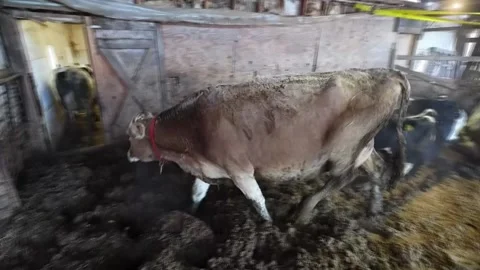 Forever Twelve Stock Videos – Royalty-Free HD & 4K Videos