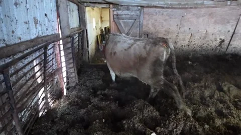 Forever Twelve Stock Videos – Royalty-Free HD & 4K Videos