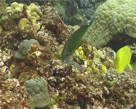 Forktail rabbitfish feeding, Siganus arg... | Stock Video | Pond5