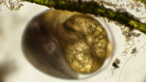 formed snail embryo ready to hatch from ... | Stock Video | Pond5