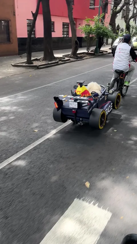 This Formula 1 Dog Is Ready To Race, Mex... | Stock Video | Pond5