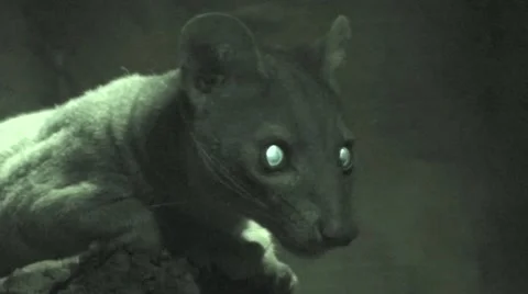 Fossa Stock Videos – Royalty-Free HD & 4K Videos
