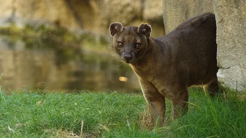 Fossa Stock Videos – Royalty-Free HD & 4K Videos