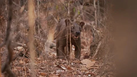Fossa - Cryptoprocta ferox long-tailed m... | Stock Video | Pond5