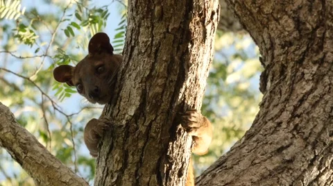 Fossa Stock Video Footage | Royalty Free Fossa Videos | Pond5