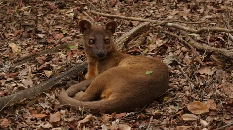 Fossa during mating season resting on gr... | Stock Video | Pond5