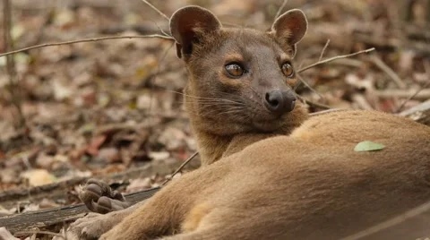 Fossa, during mating season, sleeping on... | Stock Video | Pond5