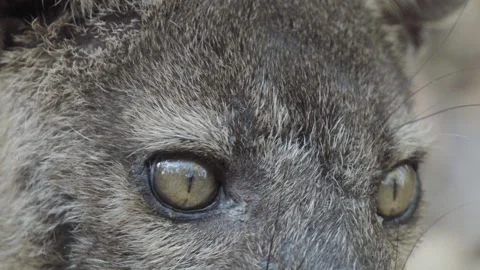 fossa eyes close-up shot watching first ... | Stock Video | Pond5