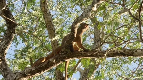Fossa Stock Video Footage | Royalty Free Fossa Videos | Pond5