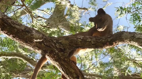 Fossa Stock Video Footage | Royalty Free Fossa Videos | Pond5