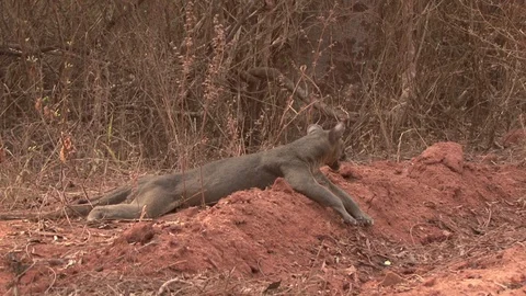 Fossa lay on red ground in dry forest lo... | Stock Video | Pond5