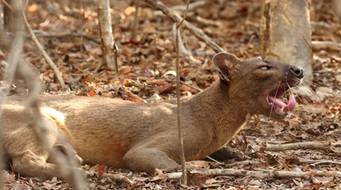 Fossa male during mating season, looking... | Stock Video | Pond5