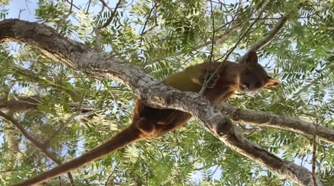 Fossa male during mating season on branc... | Stock Video | Pond5