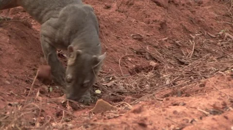 Fossa Madagascar Stock Footage ~ Royalty Free Stock Videos | Page 2