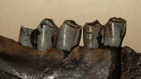 Fossil Camel Teeth Yesterdays Camel Tooth Replica