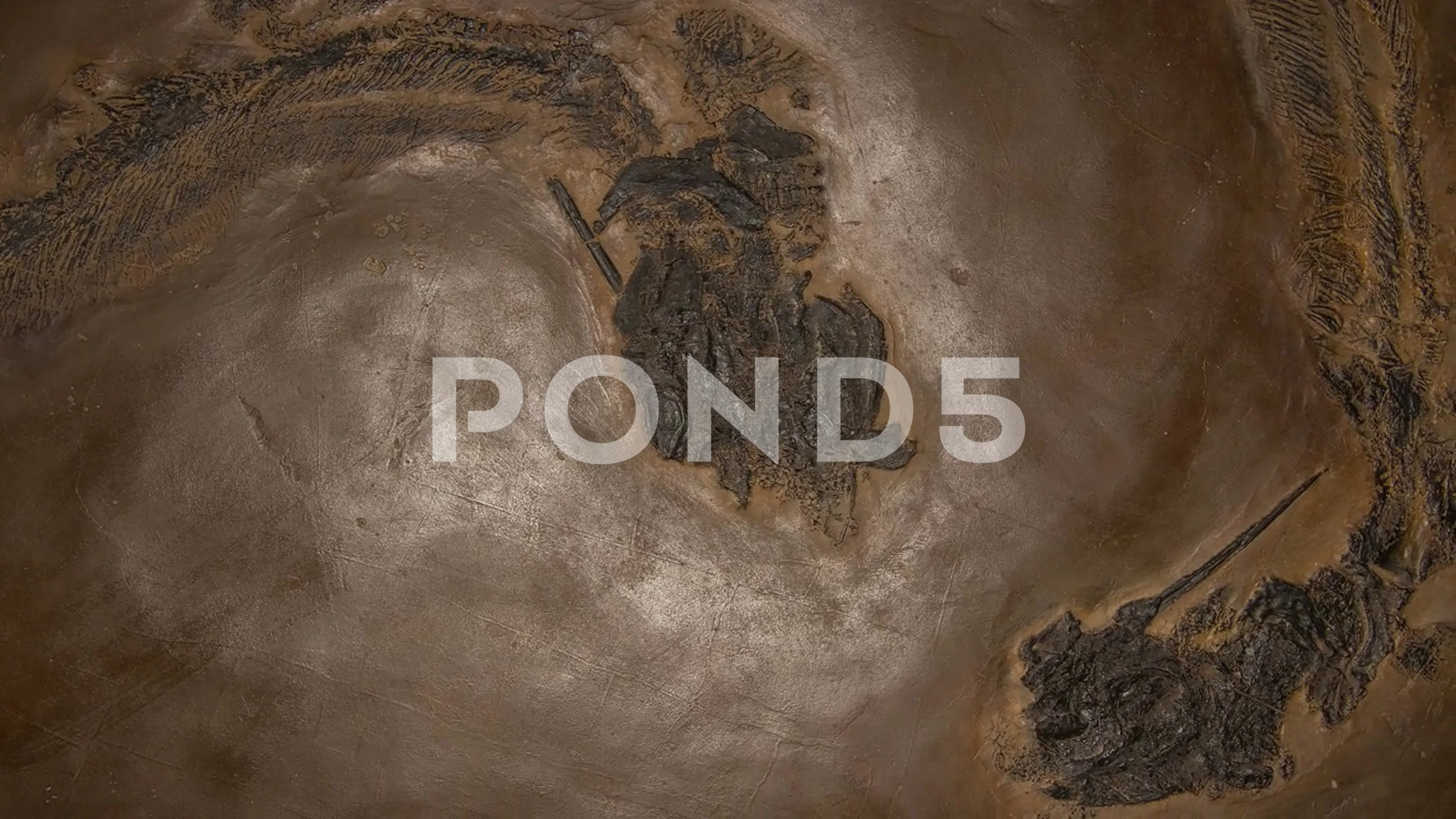 Xenacanthus Fossil Fossile Xenacanth Süßwasserzahn Hai Zahn Perm Von