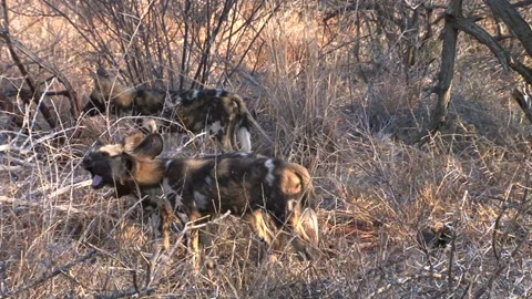Four African Wild dogs in dry savanna re... | Stock Video | Pond5