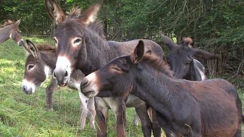 Four donkeys standing in the field shaki... | Stock Video | Pond5