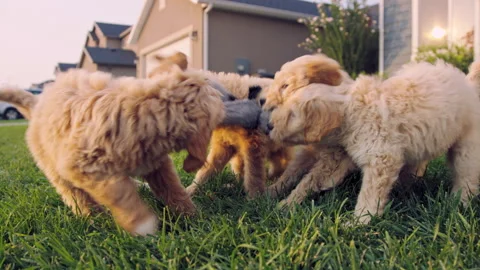Four labradoodle puppies aggressively pl... | Stock Video | Pond5