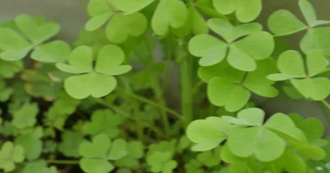 Four Leaf Clover Background Stock Video Footage | Royalty Free Four Leaf Clover Background ...