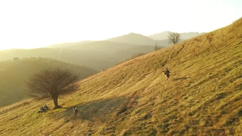 Four white tail deer on a pasture in mou... | Stock Video | Pond5