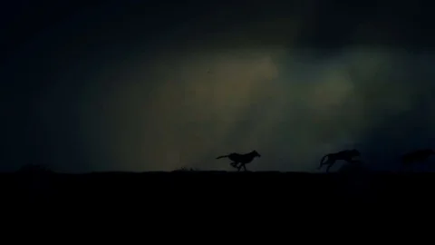 Wolves Running Stock Footage ~ Royalty Free Stock Videos | Pond5