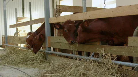 Young Cow Meat Stock Videos – Royalty-Free HD & 4K Videos | Pond5