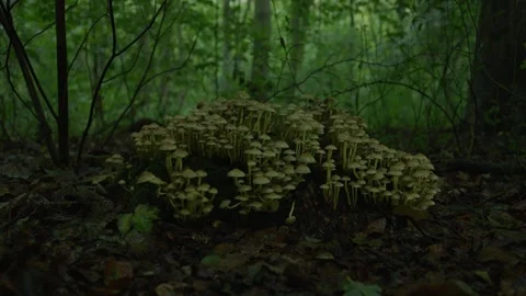 Foward dolly tracking of very large clum... | Stock Video | Pond5