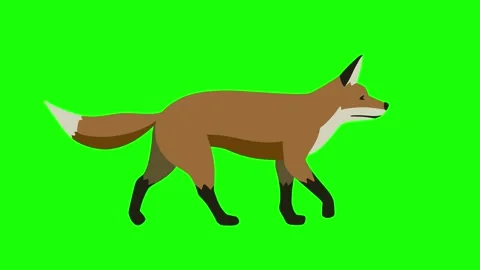 Fox cartoon animal character walking sea... | Stock Video | Pond5