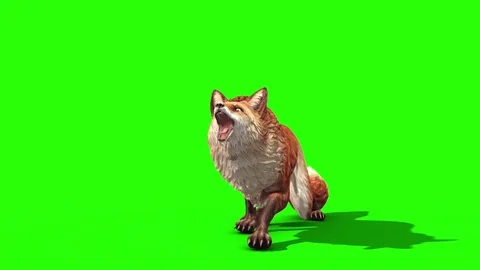 Foxes Green Screen Stock Video Footage | Royalty Free Foxes Green ...