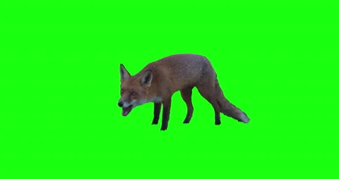 Fox eating chewing food green screen rot... | Stock Video | Pond5