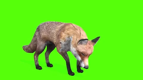 Foxes Green Screen Stock Video Footage | Royalty Free Foxes Green ...