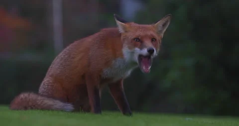 Fox eating meat chewing and biting grass... | Stock Video | Pond5