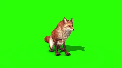 Foxes Green Screen Stock Video Footage | Royalty Free Foxes Green ...