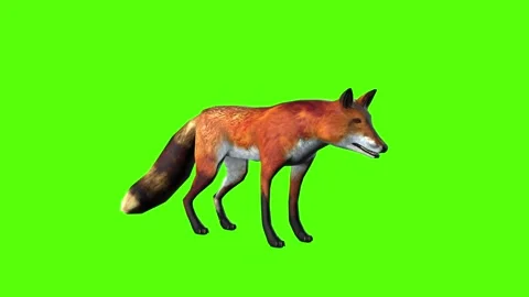 Foxes Green Screen Stock Video Footage | Royalty Free Foxes Green ...