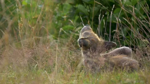 Scabies Stock Footage ~ Royalty Free Stock Videos | Pond5