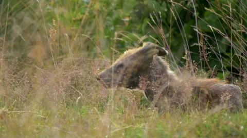 Scabies Stock Footage ~ Royalty Free Stock Videos | Pond5