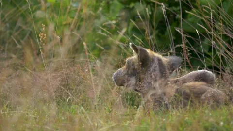Fox infected with scabies suffering on a... | Stock Video | Pond5