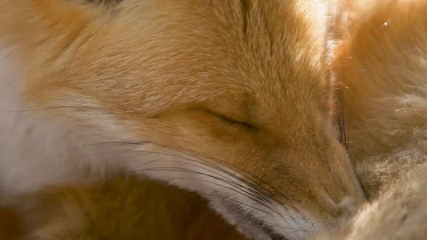 Fox muzzle in rays of evening light | Stock Video | Pond5