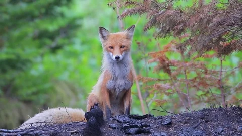 Fox Stock Footage ~ Royalty Free Stock Videos | Pond5