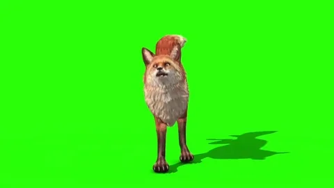 Fox Runcycle Front Green Screen 3D Rende... | Stock Video | Pond5