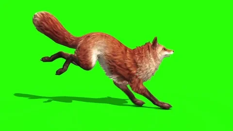 Foxes Green Screen Stock Video Footage | Royalty Free Foxes Green ...