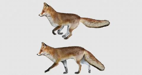 Realistic Fox Stock Video Footage | Royalty Free Realistic Fox Videos ...