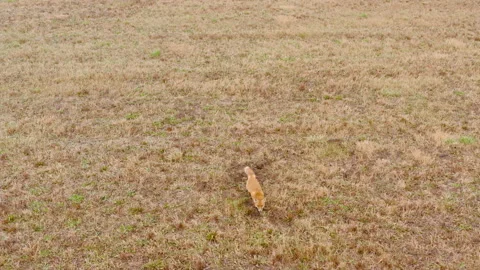 Fox sniffs out rodents in the ground on ... | Stock Video | Pond5