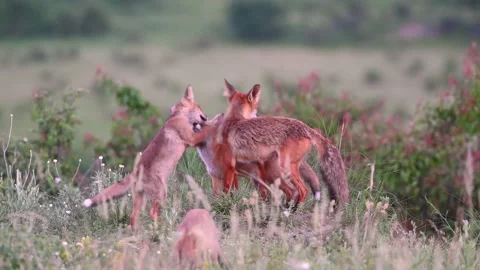 Fox Vulpes vulpes in the wild. Fox with ... | Stock Video | Pond5
