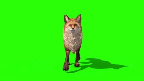 Fox Walk Cycle