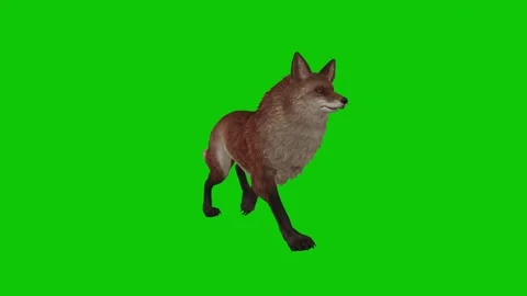 Foxes Green Screen Stock Video Footage | Royalty Free Foxes Green ...