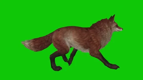 Foxes Green Screen Stock Video Footage | Royalty Free Foxes Green ...