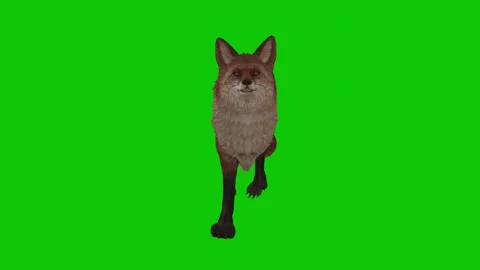 Fox Walking Green Screen Animation (1) | Stock Video | Pond5